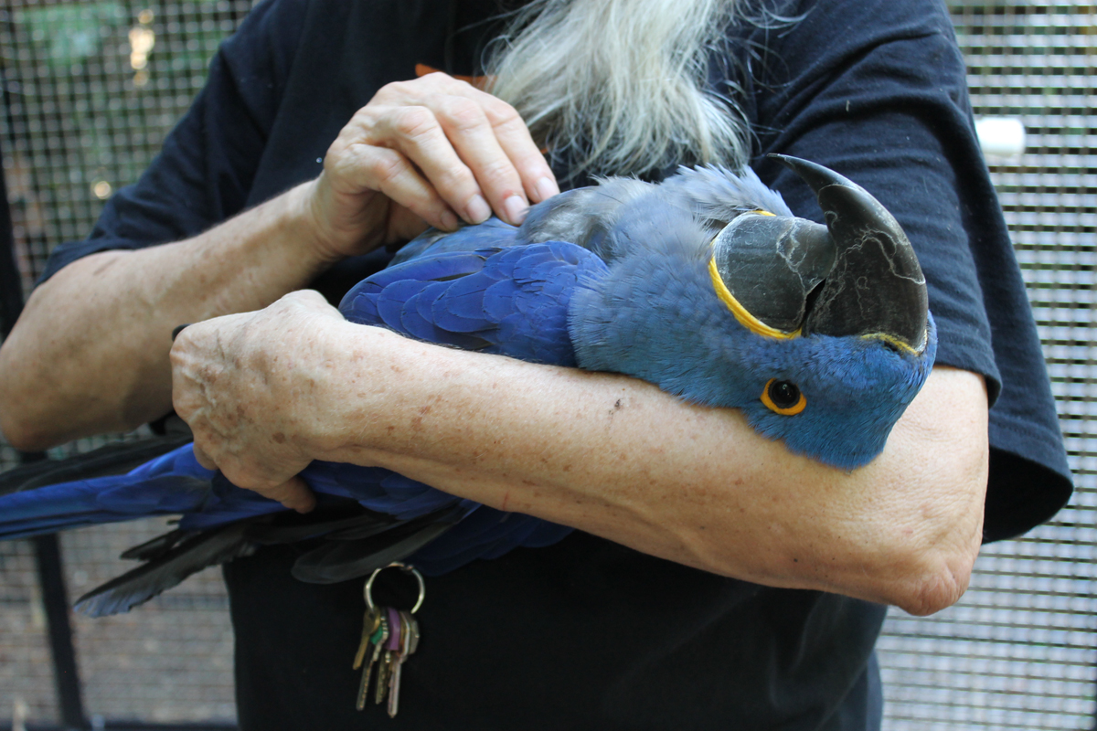 Photo Friday: Magnificent Macaws - Flip Flop Caravan